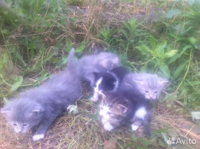 Отдадим красивых котят