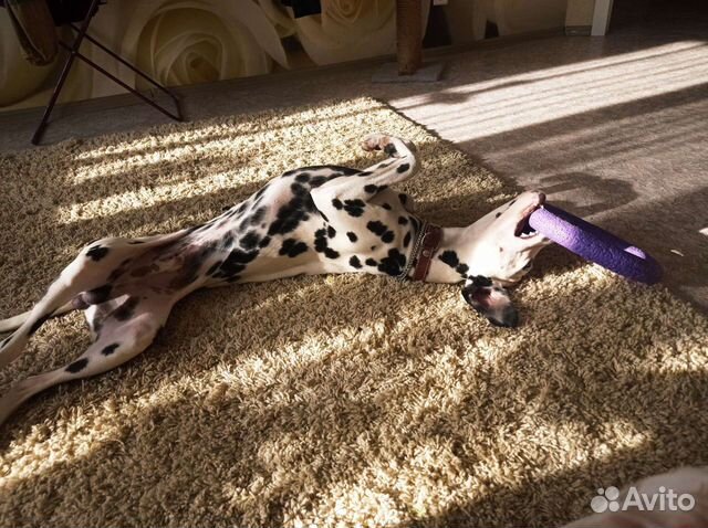 Далматинец 8 месяцев, есть все прививки, паспорт