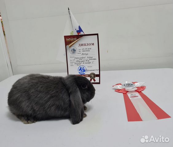 Карликовый вислоухий кролик