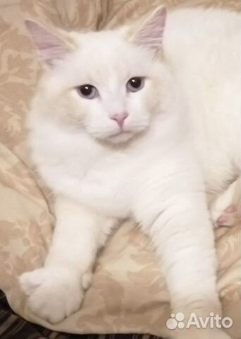 Невский маскарадный котик