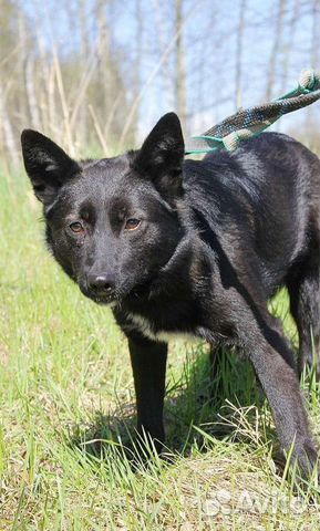 Маленький чёрный песик из приюта в дар