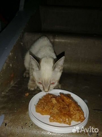 Отдам котёнка в добрые руки