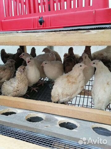 Перепелки несушки