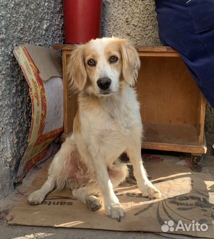 Буч в добрые руки