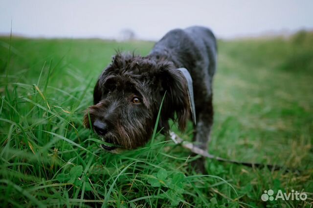 Юная красотка Наоми, метис в добрые руки