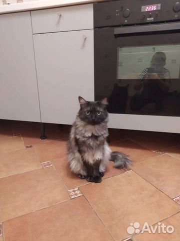 Отдам кота в добрые руки