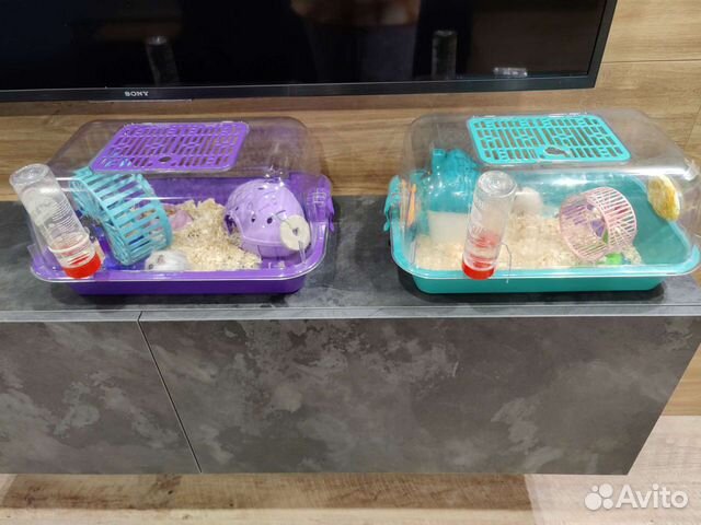 Хомяки Джунгарии 5мес со всем инвентарем