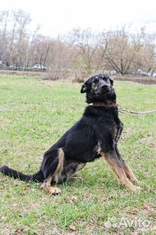 Лютик - собака в добрые руки