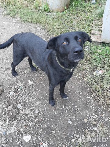 Отдам смышленую собаку в добрые руки