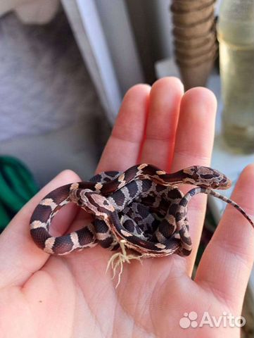 Маисовый полоз