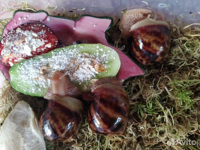 Улитки ахатины