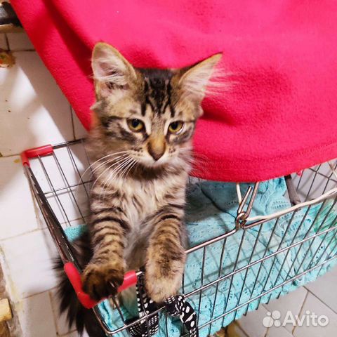 Котенок