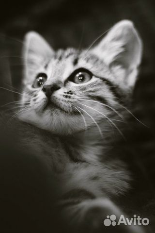 Малышка Мишель ищет любящих хозяев