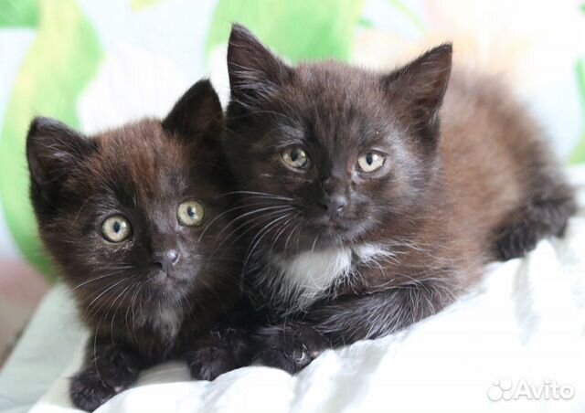 Милые котята ищут дом