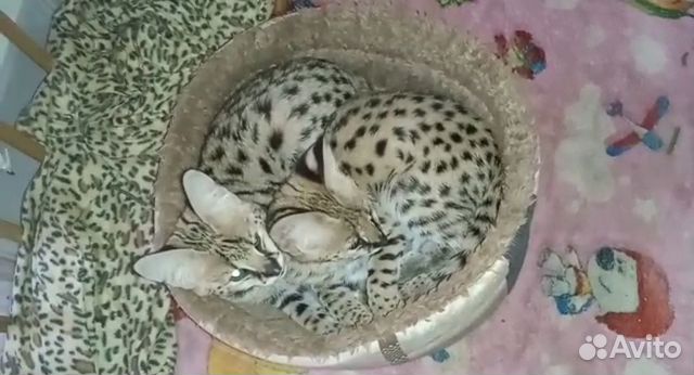 Саванна ф0