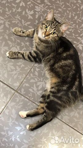 Мелисса 6 мес