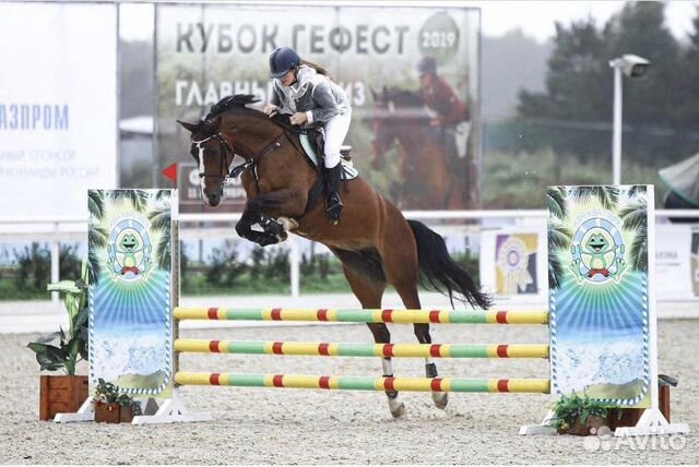 Спортивная кобыла