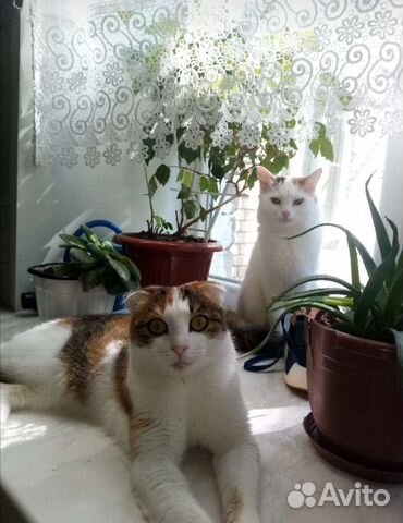 Вязка кошек