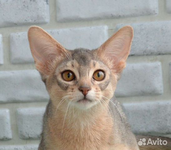 Абиссинская кошечка