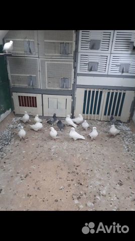 Продажа голубей