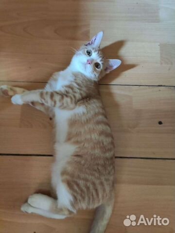 Котенок девочка