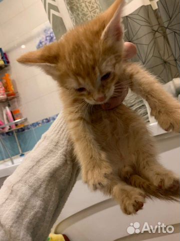 Кошка
