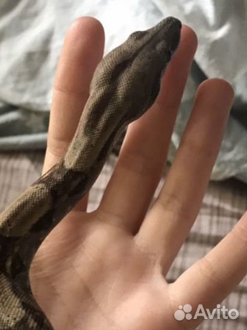 Змея удав boa constrictor
