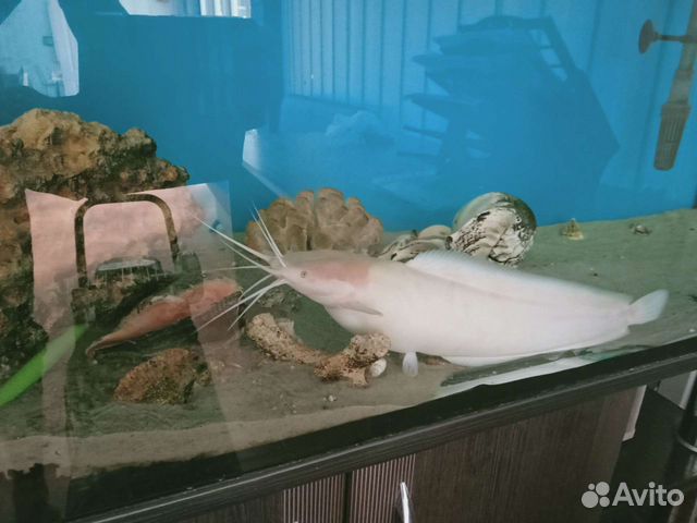 Сом мешкожаберный