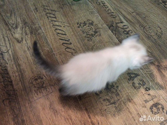 Кошка в дар