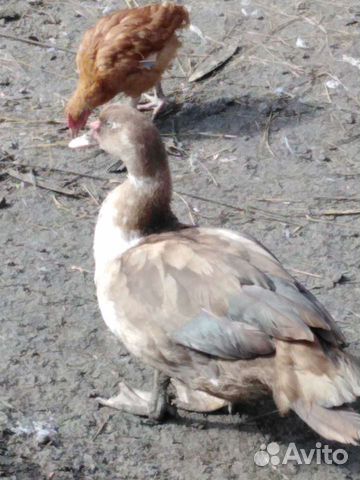 Индоутки, хохлатые утки, руанские