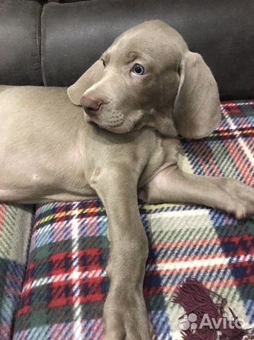 Щенки веймаранера