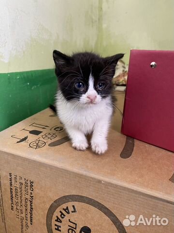 Помогите спасти Вишенку