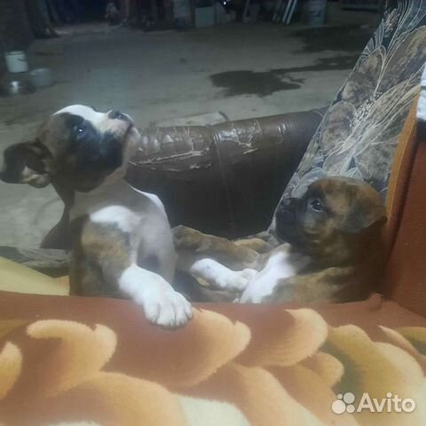 Щенки боксера