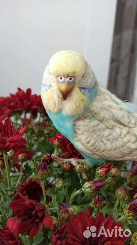 Выставочный волнистый попугай Чех