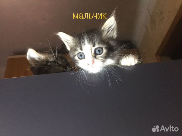 Котята разные, мальчики и девочки