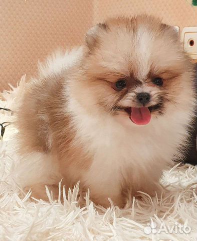 Шпиц пати мини девочки