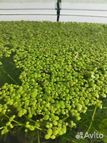 Ряска, аквариумное растение