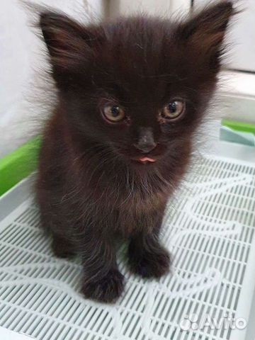Котята