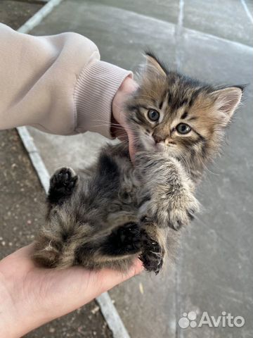 Котёнок девочка база отдыха Прибой саки