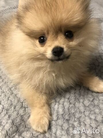 Померанский шпиц