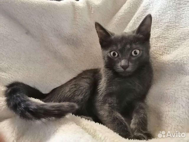 Котёнок девочка (приучена к лотку)