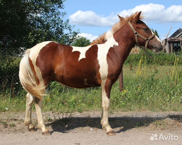 Продажа пони