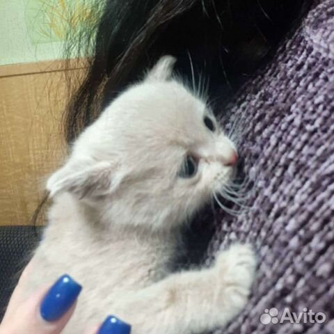 Кремовый котёнок ищет дом