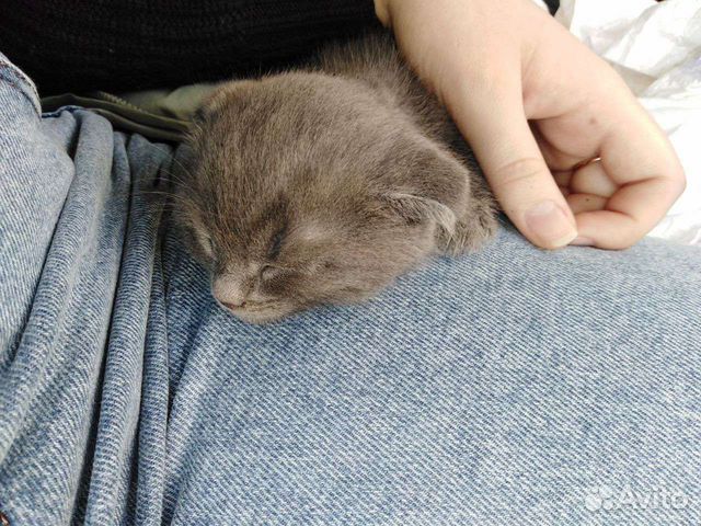 Британский котёнок