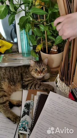 Кот очень ждет хозяев