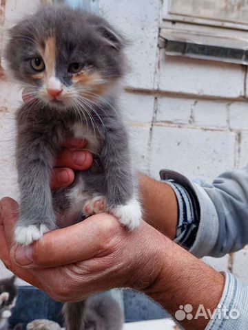 Котятки