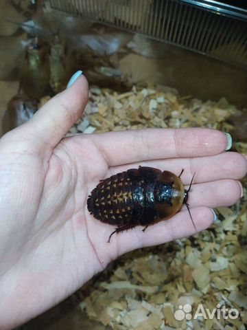 Тараканы архимандриты