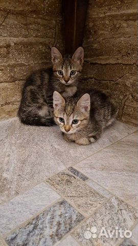 Котята мальчик и девочка 2месяца 2недели