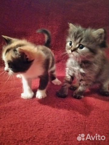 Продам британских котят