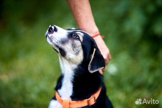 Чудесный мальчуган Арлекин очень ждёт свою семью